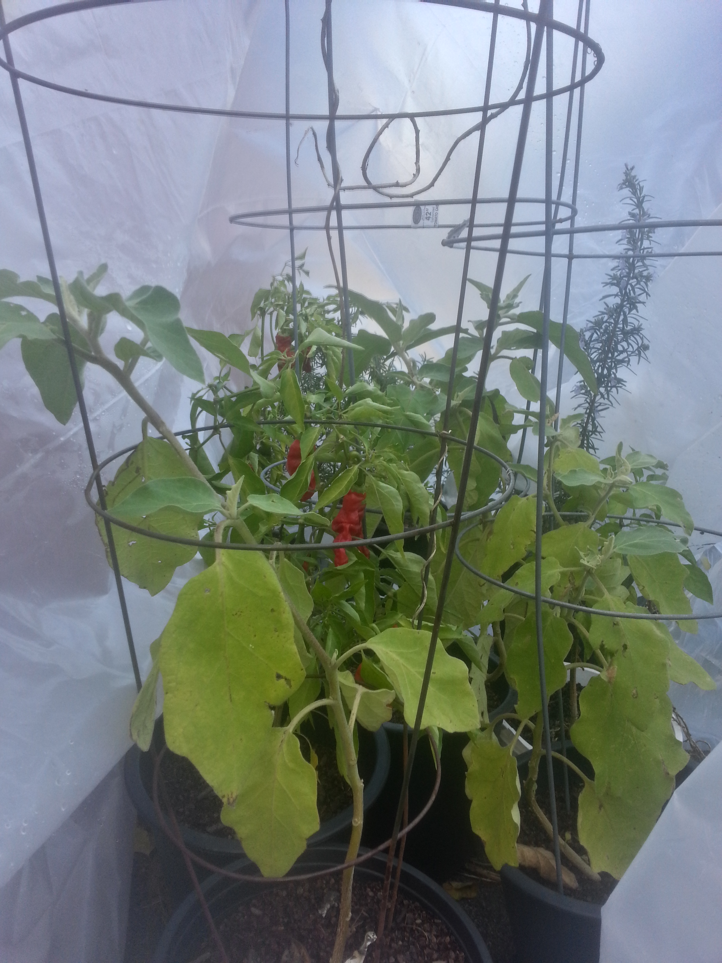 The Tragedy of the Hoop House | Liz Baessler