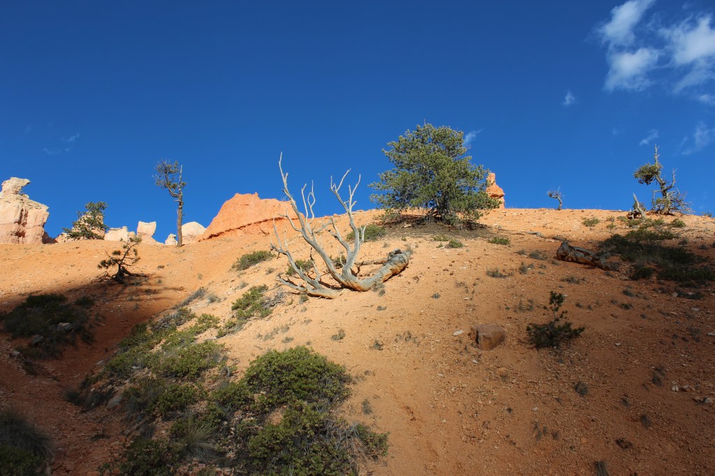 A Detour | Liz Baessler