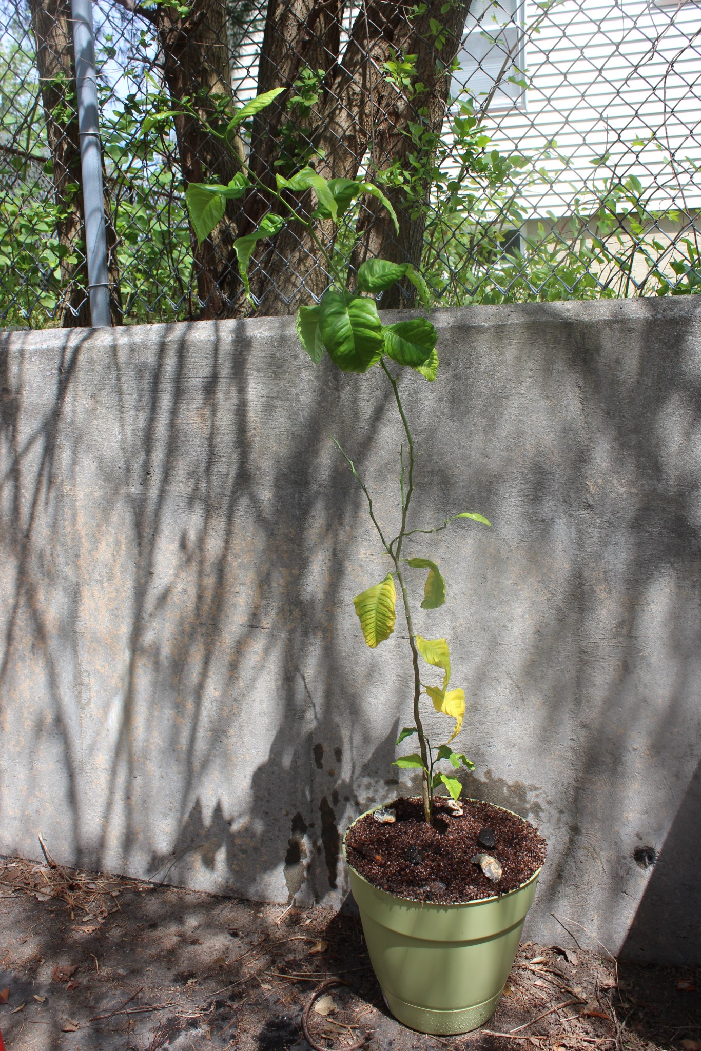 Lemon Hope | Liz Baessler